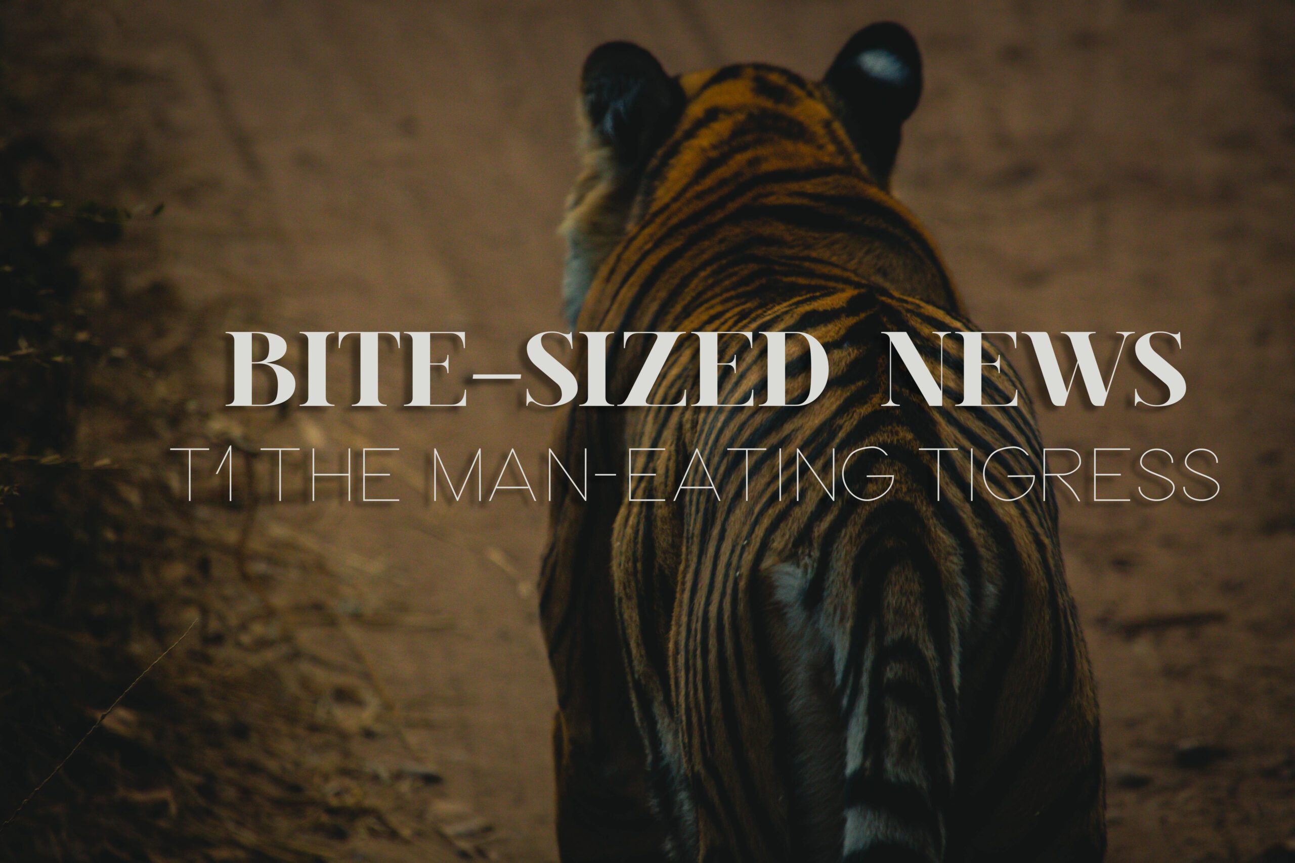 BITE-SIZED NEWS: T1 THE MAN-EATING TIGRESS